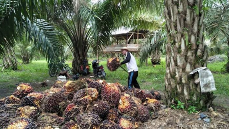 Produksi TBS Sawit Petani Padang Lawas Meningkat 50% – GIMNI Produksi TBS Sawit Petani Padang Lawas Meningkat 50% – GIMNI